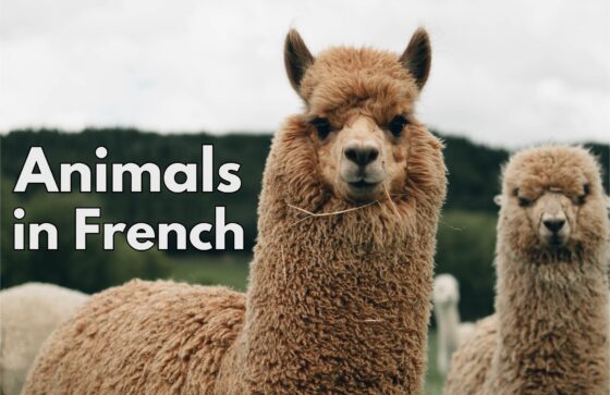 Animals in French: Essential vocab for over 100 French animals
