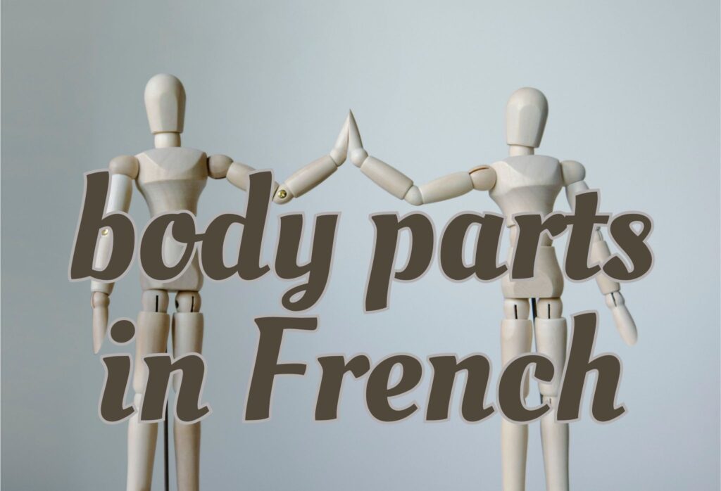 Body Parts in French 101: The Complete Guide
